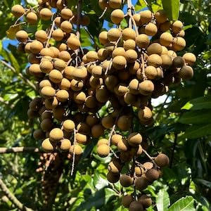 Cloud Farm Special Sweet & Rare Thai Variety Seedless Longan Plant ...