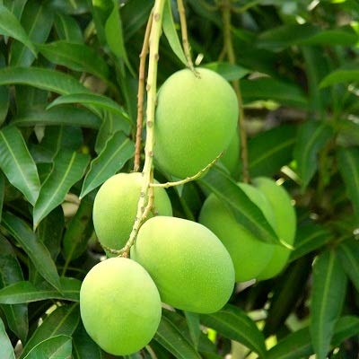 PlantsShip Kalapadi Mango Fruit Plant : Amazon.in: Garden & Outdoors