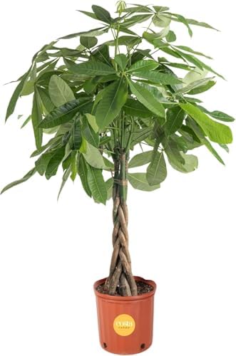 Amazon.com : Costa Farms Live Money Tree (Pachira Aquatica), 3-4 Feet ...