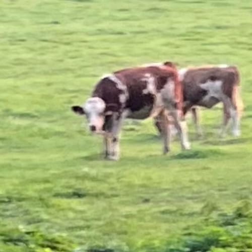 Écouter alien (add on) par Nomo sur Amazon Music Unlimited