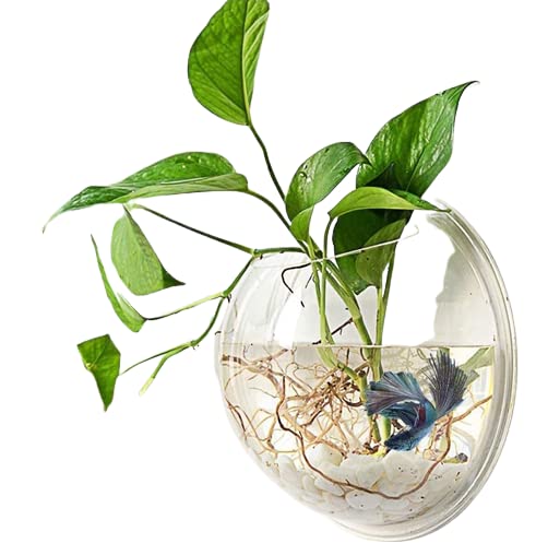TWINS TWINS Wall Hanging/Wall Mounted Fish Bowl 8 inch with Free ...