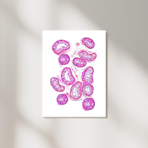 Amazon.com: Testicular Histology Art, Testes Histopathology Print ...