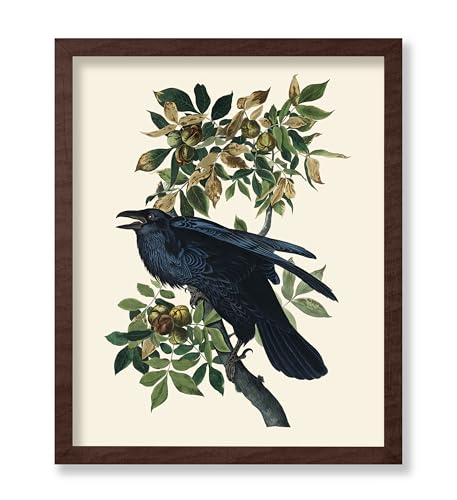 Amazon.com: Monem Art Vintage John James Audubon Poster - Retro Animal ...