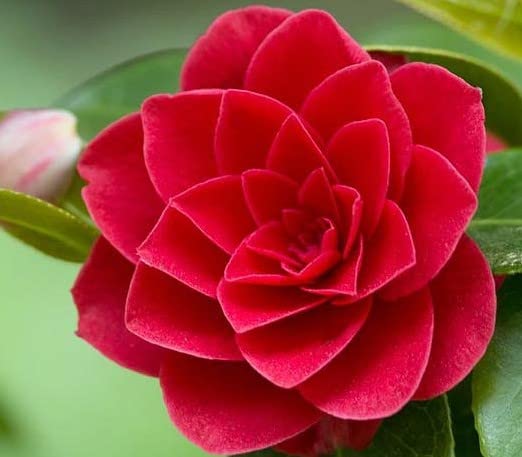 GoGreen Camelia Cameliya flower plant Camellia japonica Kaimelia ...