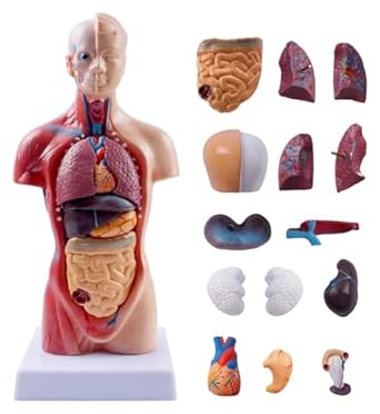 Amazon.co.jp: YUSSHU Anatomical Model Medical Torso Human Body Model ...