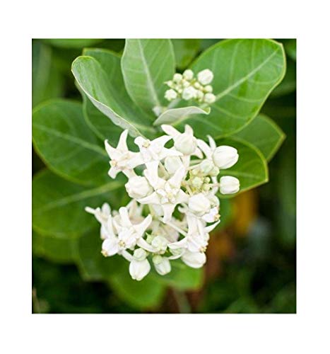 Modern Plants Live White Aak/Madar/Calotropis giganteaMedicinal Plant ...