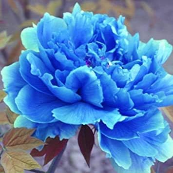 zumari 20 Double Light Blue Peony Tree Seeds : Amazon.ca: Patio, Lawn ...