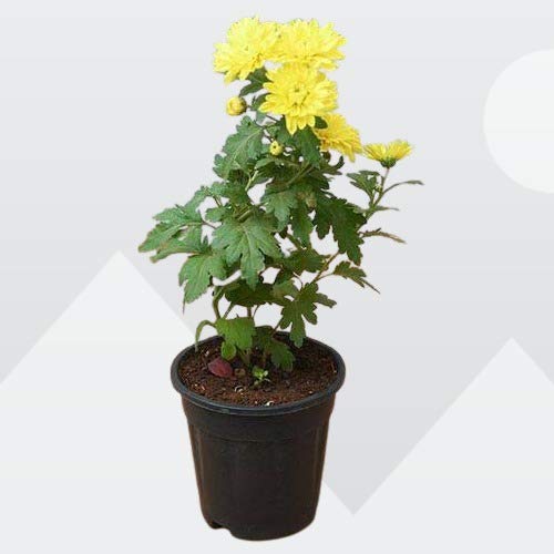V K GLOBAL Live Guldavari -Chrysanthemum Yellow Colour Flower Plant I ...