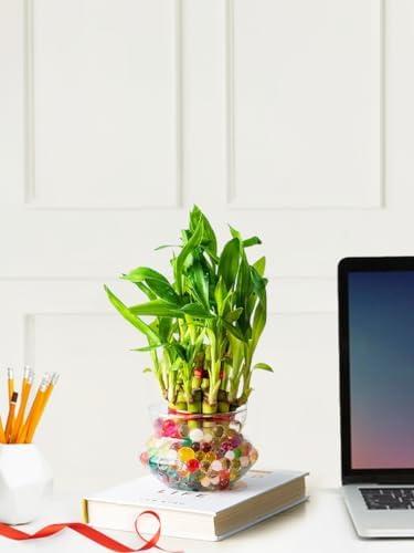 Nurturing Green® 2-Layer Lucky Bamboo Plant with Glass Pot | Corporate ...