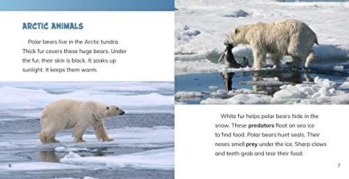 Polar Bears In The Tundra Biome