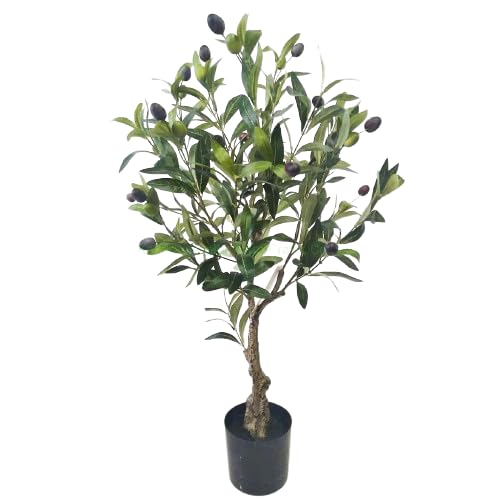 MANISHA'S DAFFODILS "Olive jaitun jalpai Fruit plant "Grafted hybrid ...