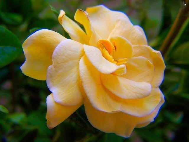 Highly fragrant Yellow Gandharaj flower Live plant : Amazon.in: Garden ...