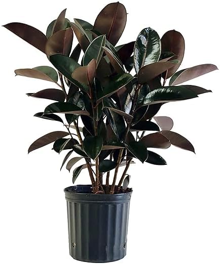 Rubber plant indoor live plant II Live Ficus Elastica Burgundy II Black ...