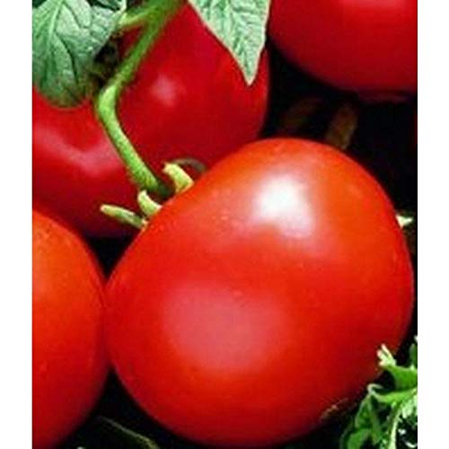 Amazon.com : Oregon Spring Tomato - A Great Tasting Tomato(25 - Seeds ...