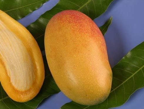 Amazon.com : Lemon Zest Mango Tree - (1-2 Year Old) : Patio, Lawn & Garden