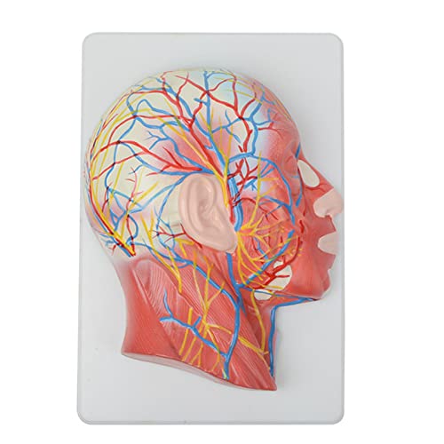 Buy LHLYL-DP Brain Model Head Superficial Model Half Head Model ...