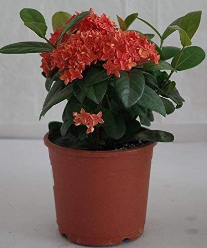 UGALOO Oxtic Live Ixora Red Flower Plant - Beautiful Home Decor Plant ...