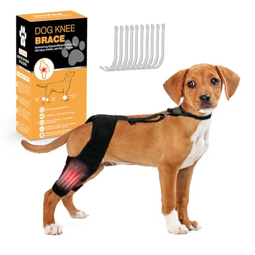 Dog Brace – The 15 best products compared - Wild Explained