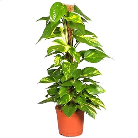 Live Root Indoor Money Plant Live Home Plants With Pot (For Living Room) : Amazon.in: Garden ...