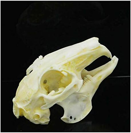 Wixine 1Pcs Cottontail Rabbit Skull Specimen Animal Bone Specimen ...