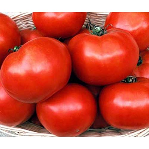 Amazon.com : Florida 91 F1 Hybrid Tomato Seeds (40 Seed Pack) : Patio ...