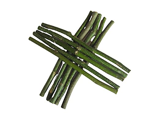 Buy Lata | KARANJ - Datun|Twig|Datwan|Stick | 10 pcs. Online at Low ...