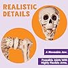 Amazon.com : JOYIN 5.6 FT Halloween Posable Life Size Skeleton, Full ...