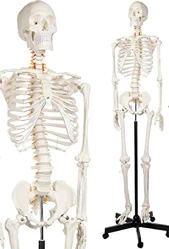 WKM Articulated Human Skeleton Model with Stand, 5.6 Feet Tall : Amazon ...