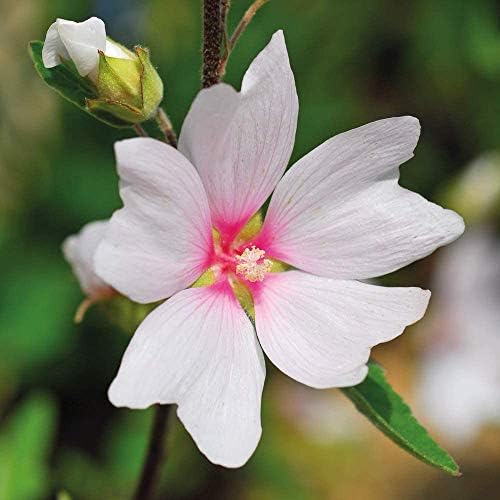 3 x Lavatera Barnsley Baby - Ready to Plant Shrubs - Tree Mallow ...
