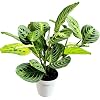 Amazon.com : Hopewind Plants Shop- Lemon Lime Prayer Plant, Lemon Lime ...