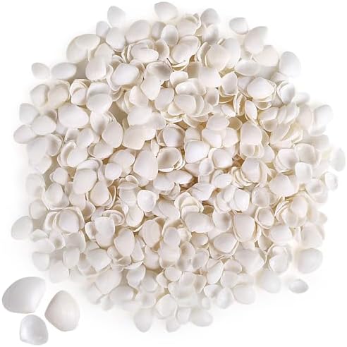 Amazon.com: Worlds White Clam Cay Cay Sea Shells for Home Decorations ...