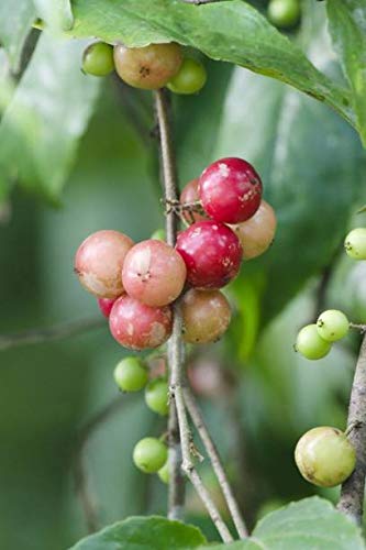 LushGreen Gardens Fruit Tree Live Plant - High Yield Rare Loobi Coffee ...