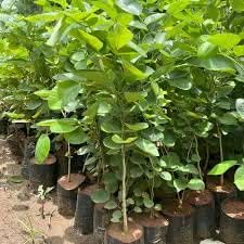 Chandan plant original pack of 1 live healthy big tree : Amazon.in ...