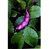 Amazon.com : 40 Royal Purple POD Bean Phaseolus Vulgaris Vegetable ...
