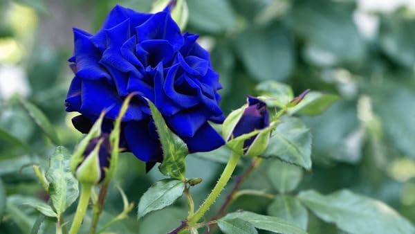 Blue rose plant original (Pack of 2) : Amazon.in: Garden & Outdoors