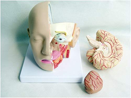Buy Human Brain Anatomy Model with Arteries - Human Head Anatomy Model ...