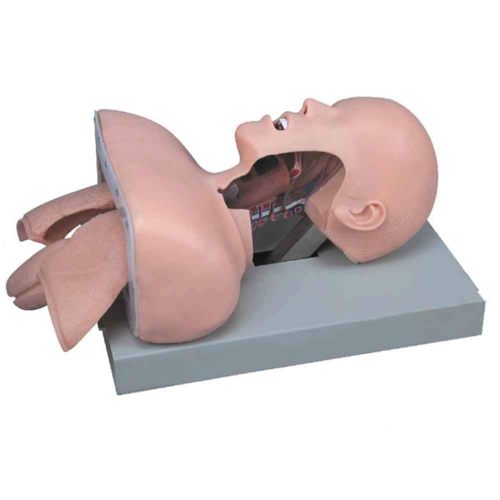 Buy GaoF Intubation Manikin - Human Anatomical Models, Science Lab ...
