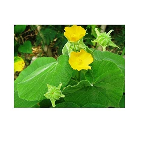 VISHU PLANT Atibala/Abutilon Indicum Plant Medicinal Plant Outdoor ...