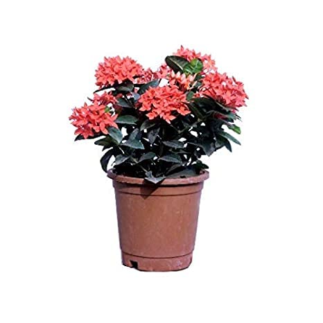 Mphmi Plant Ixora dwarf (Orange) - Plant Jungle Geranium, santan, jarum ...