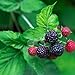 Amazon.com : 'Tahi' Black Raspberry Plant - Thornless Black Raspberry ...