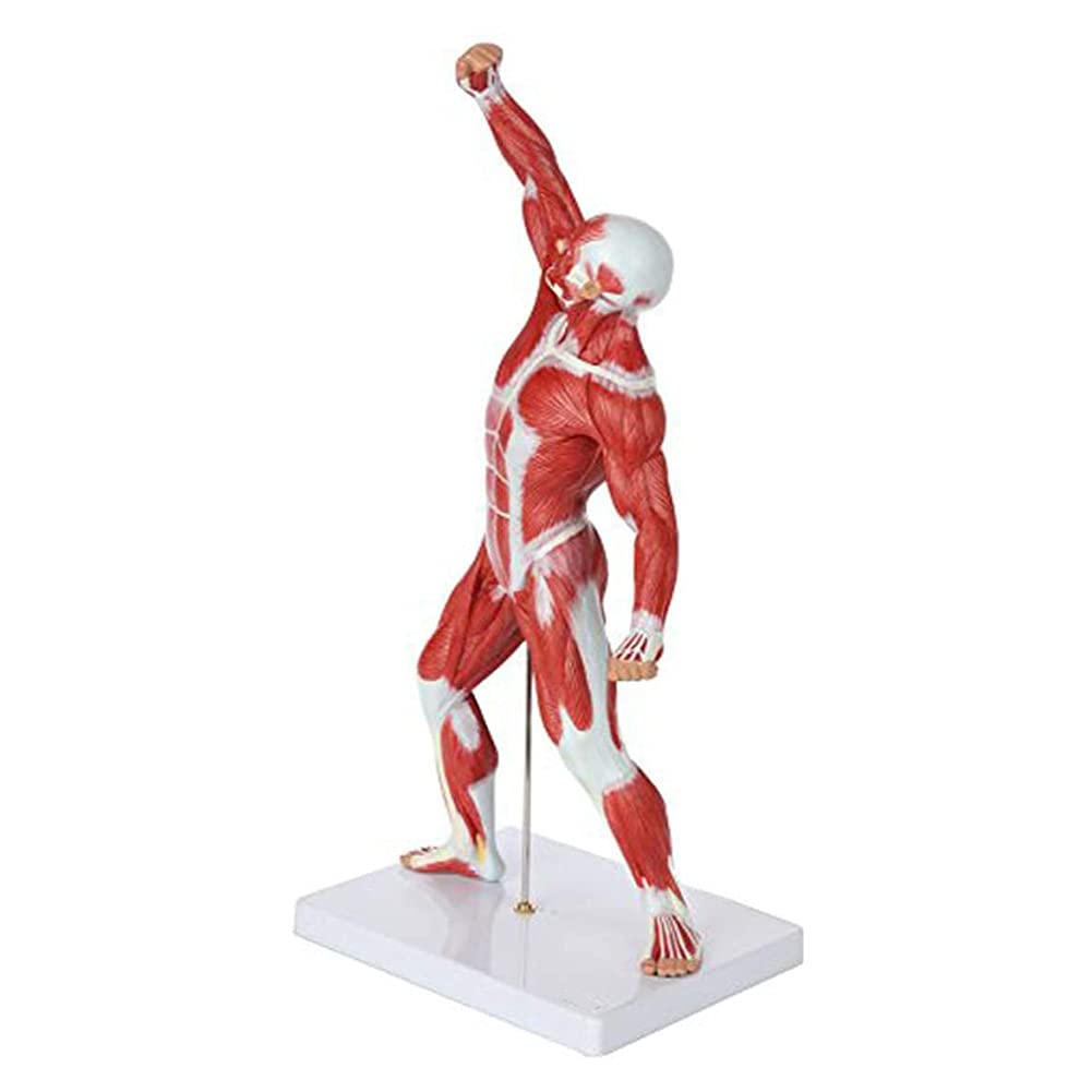 Buy NXX Human Muscular Figure,Muscular Anatomy Model,Human Muscle And ...