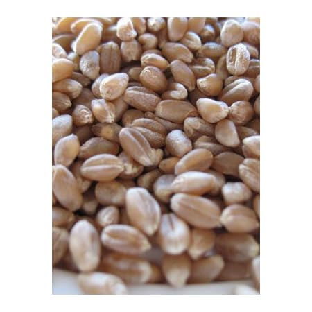 Amazon.com: Hard Red Spring Wheat Seeds - Pack of 200, Certified ...