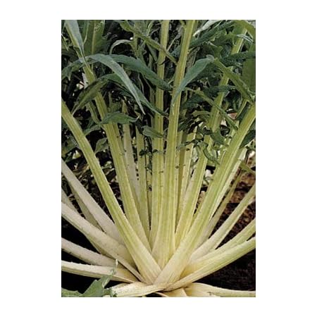 Amazon.com : Salerno Salerno Seeds Cardoon Cardo Bianco Avorio 3 Grams ...