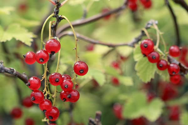 Red currant plant - How to grow & care