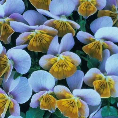 Amazon.com: Outsidepride 50 Seeds Annual Viola Miniola Heart Ice Blue ...