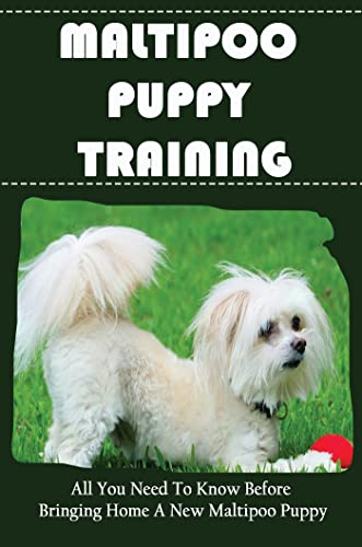 Maltipoo Puppy Training: All You Need To Know Before Bringing - Want It All