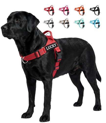 Best Custom Dog Harness [Updated On: June 2026]