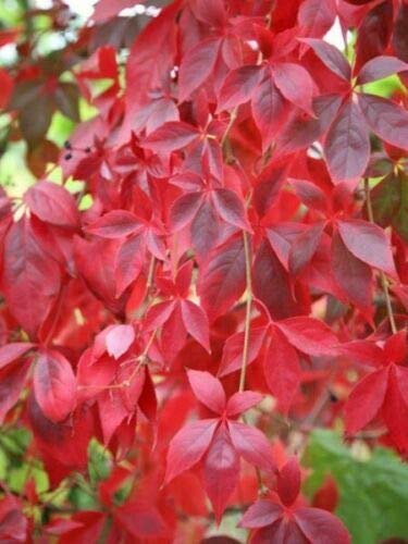 Vite canadese”Parthenocissus ampelopsis quinquefolia” 1 pianta in vaso ...