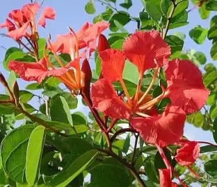 Cloud Farm Kanchan Live Flower Plant CF_107 : Amazon.in: Garden & Outdoors