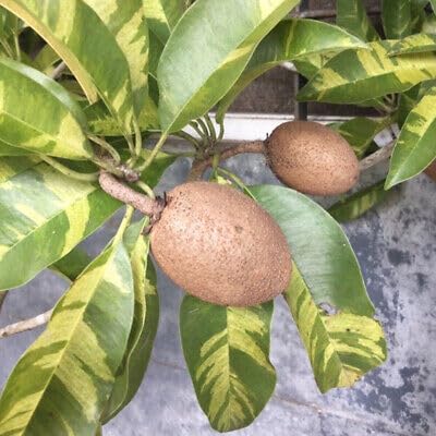 GreenEarth Original Variegated Sweet Sapota Grafted Plant,Chikoo,Chiku ...